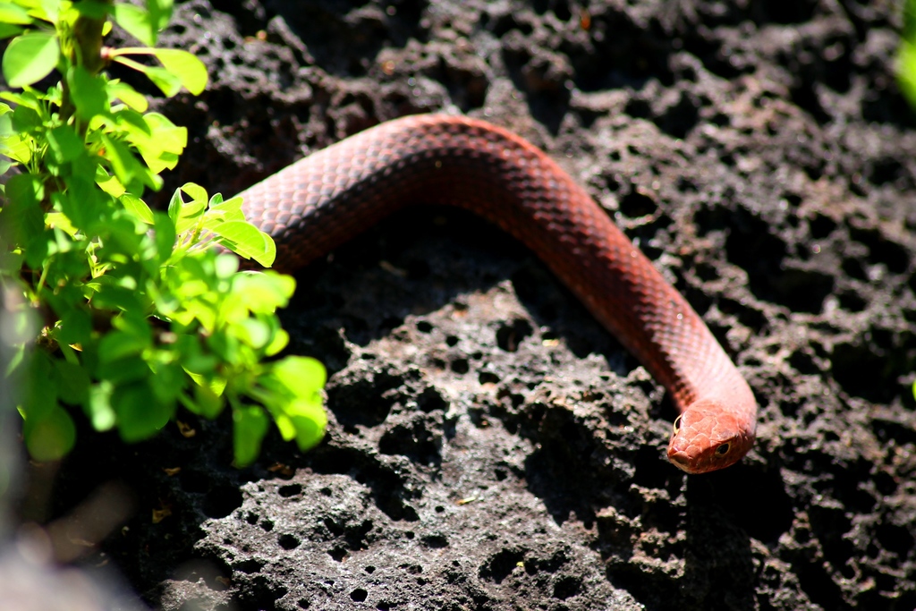 Clarion Island Whip Snake from Manzanillo, Col., México on January 23 ...