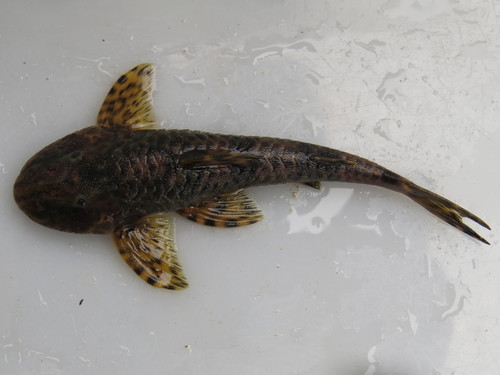 Neoplecostomus microps · iNaturalist