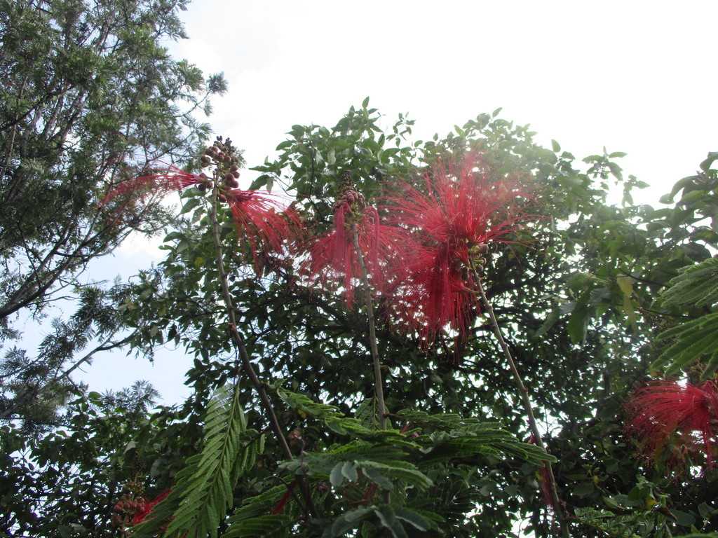 Calliandra houstoniana anomala from Coyoacán, MX-DF, MX on July 27 ...