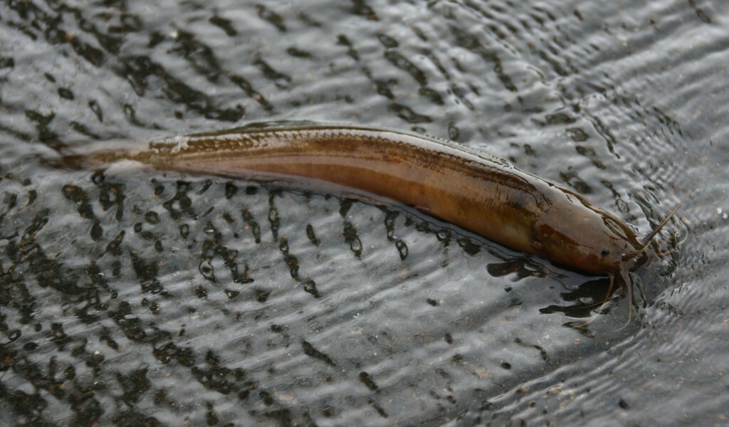 Snake Catfish from King Cetshwayo District Municipality, South Africa ...