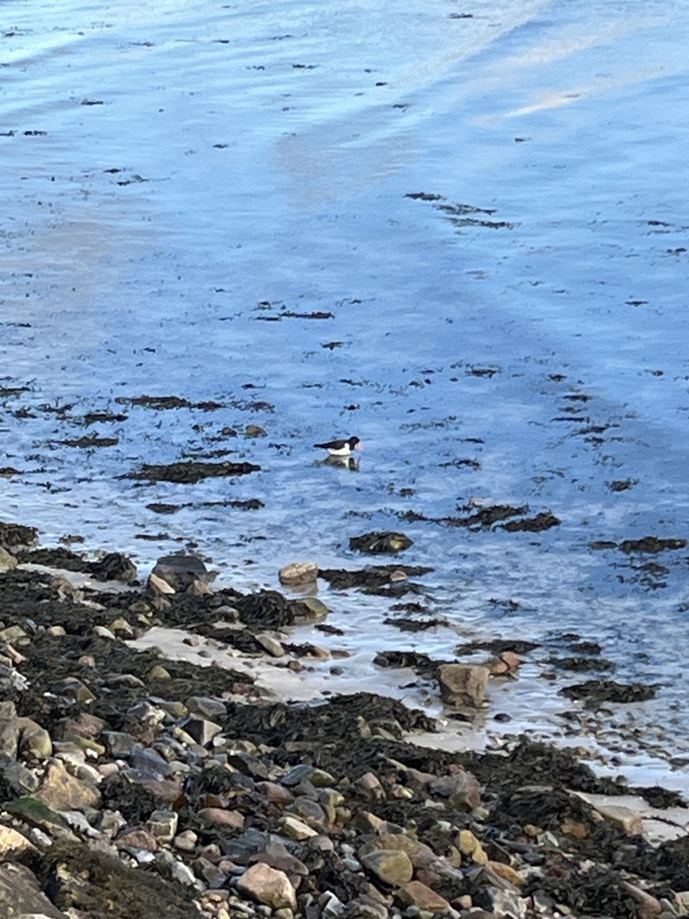 Eurasian Oystercatcher from Seapoint Promenade, Galway, IE on January ...