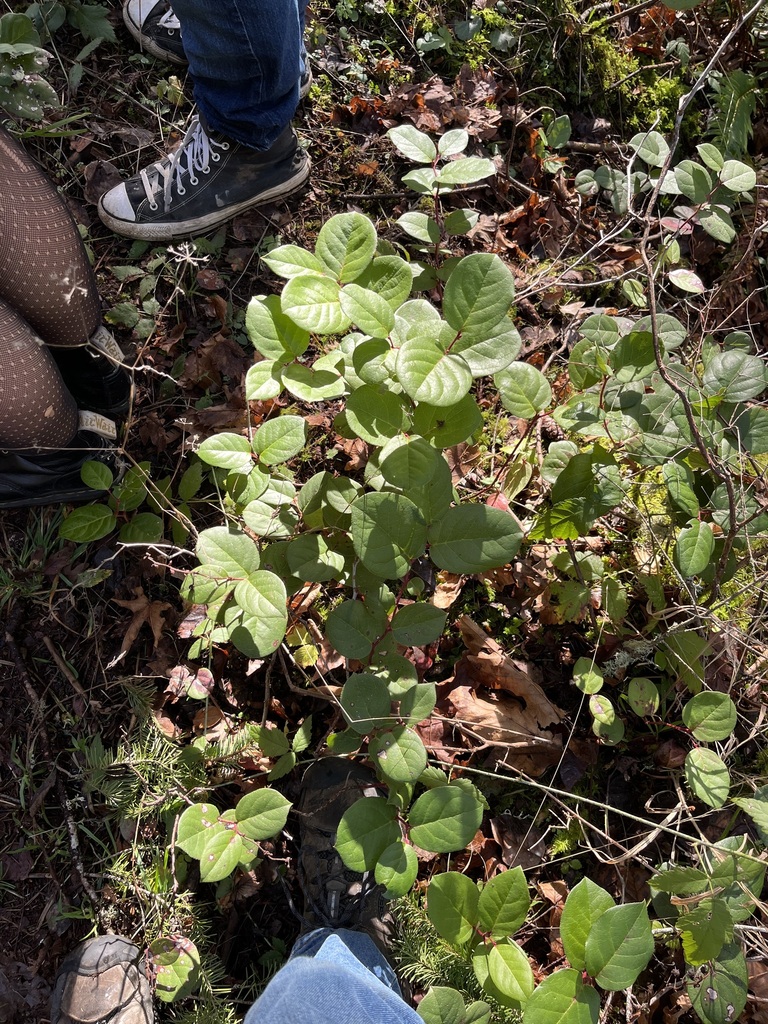 salal from Marion County, OR, USA on January 20, 2025 at 01:07 PM by ...