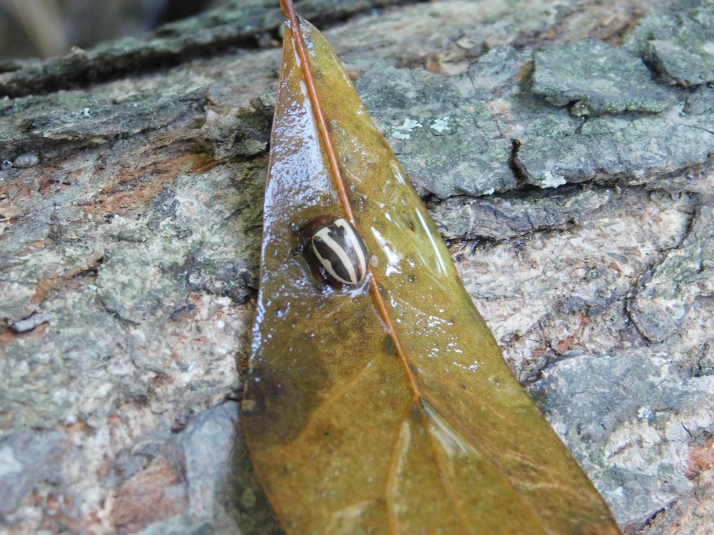 Bidentate Leaf Beetle from Houston Arboretum & Nature Center, Houston ...