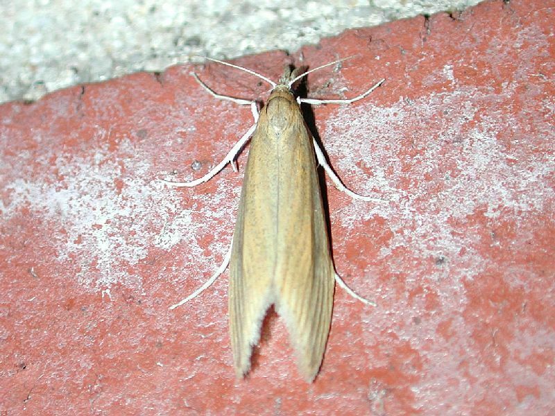 Delightful Donacaula Moth from Floyd Bennet Field, Brooklyn, NY, USA on ...