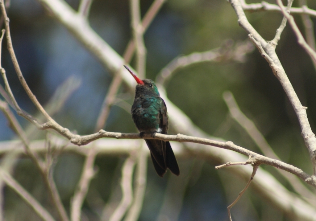 Colibrí de Islas Marías (Plantas nativas preferidas & Colibries ...