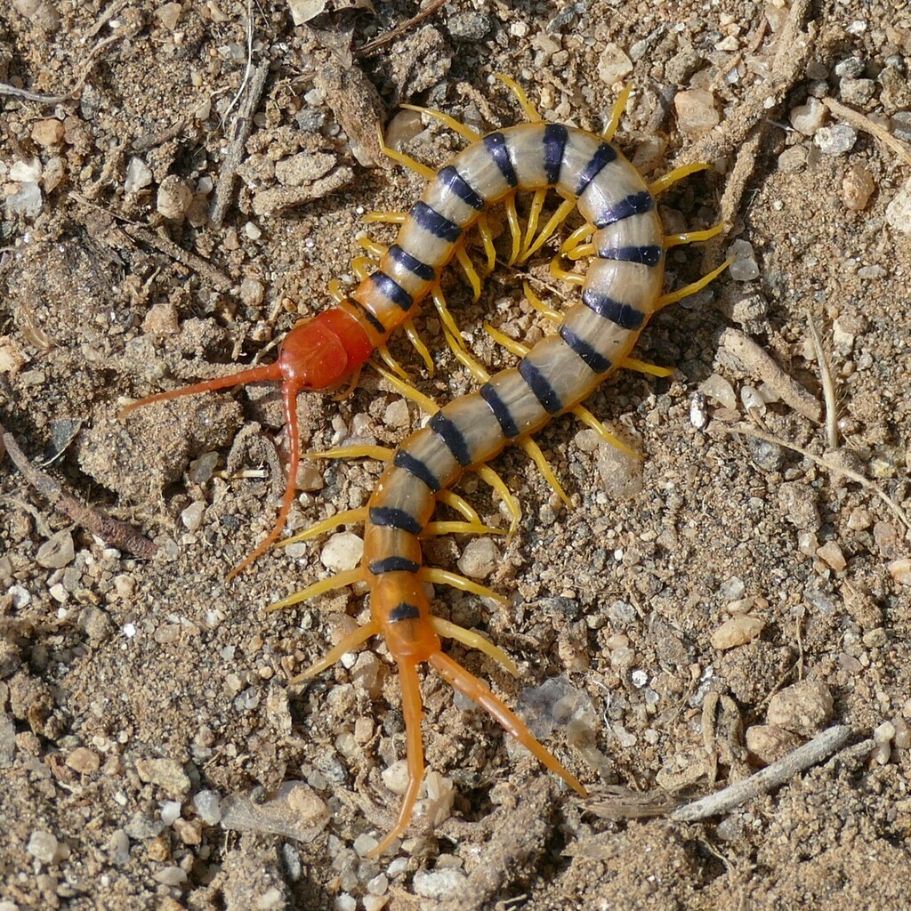 Red-headed Centipede from Farm Onanis, C28, Erongo, Namibia on January ...