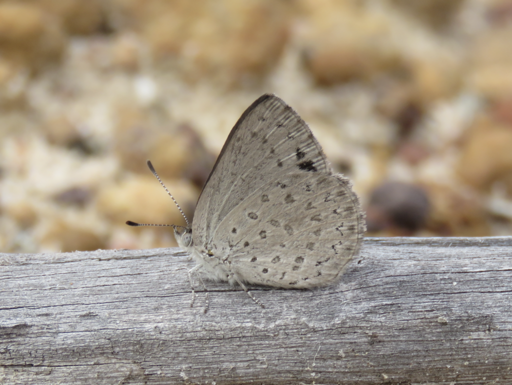 Varied Dusky-blue from Pingrup WA 6343, Australia on January 21, 2025 ...