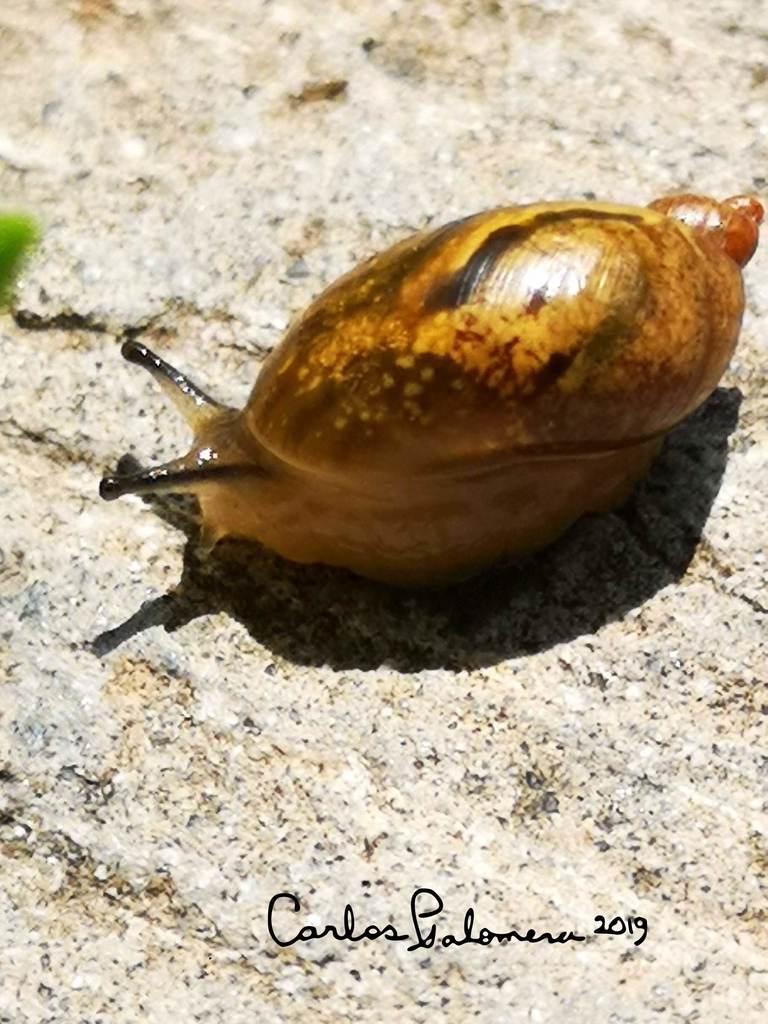 Amber Snails from Guadalajara, Jalisco, Mexico on July 28, 2019 at 11: ...