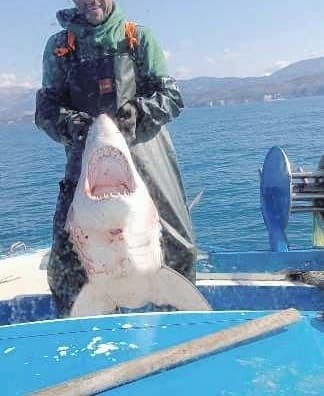 Great White Shark from Ionian Islands, Peloponnese, Western Greece and ...