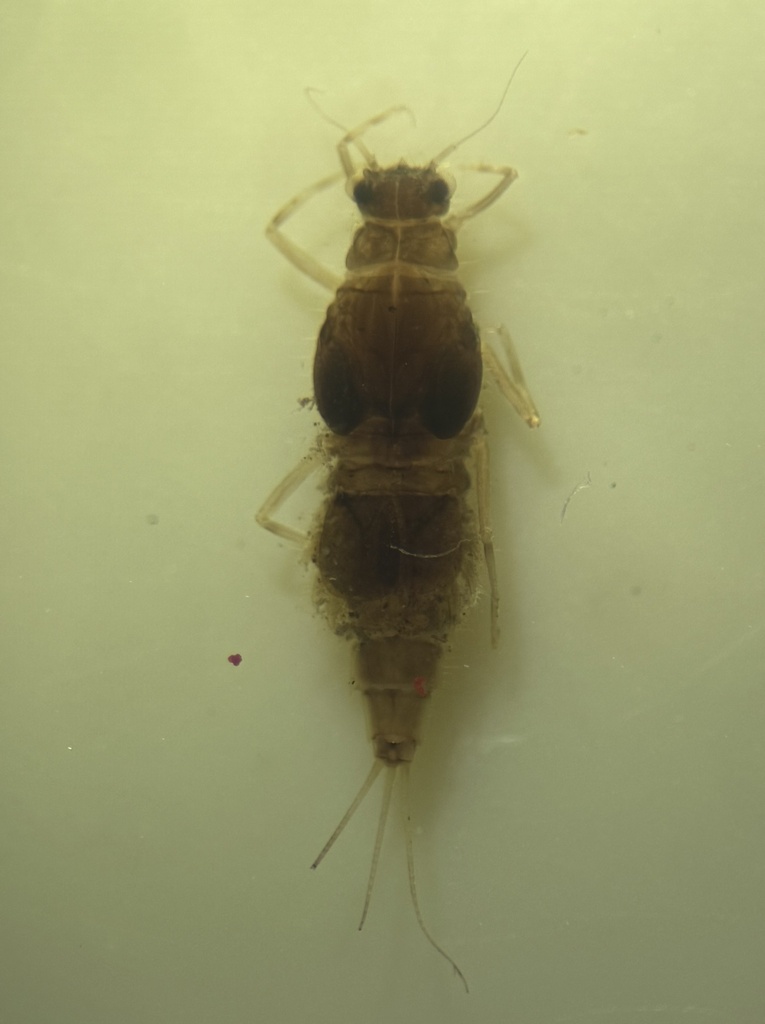 maculated small square-gilled mayfly from South Bay, FL, US on July 22 ...