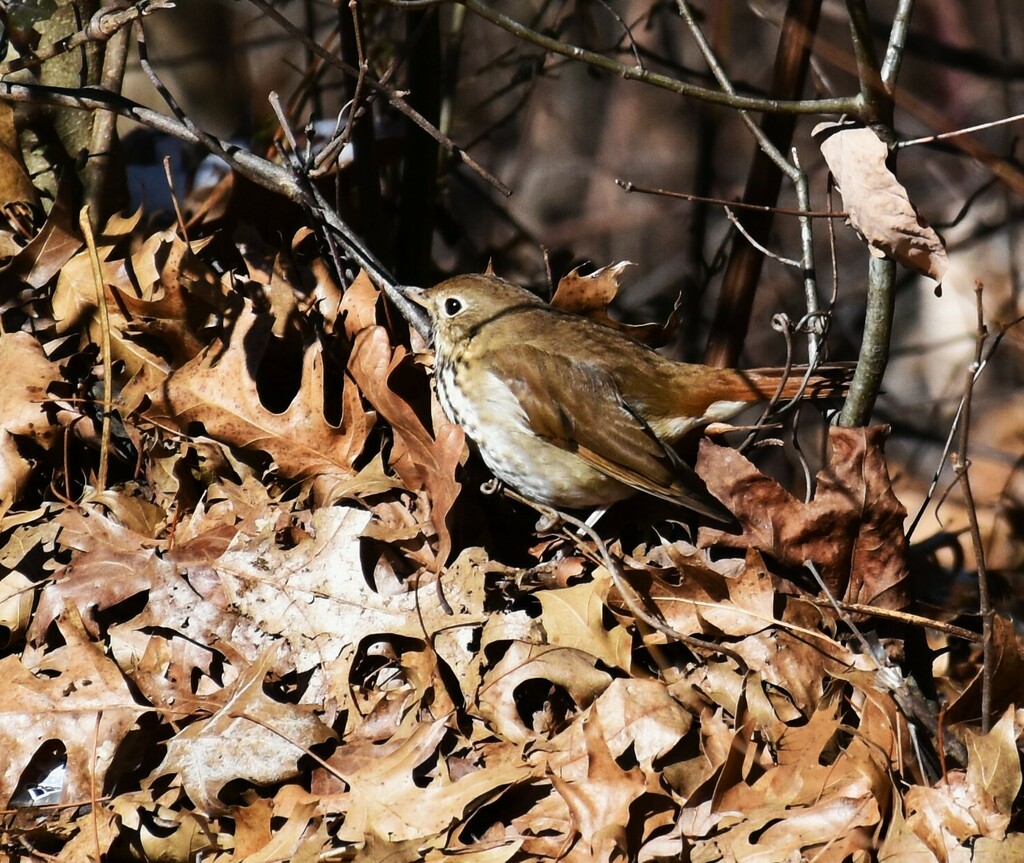Hermit Thrush from Mountain Park, GA, USA on January 22, 2025 at 01:24 ...