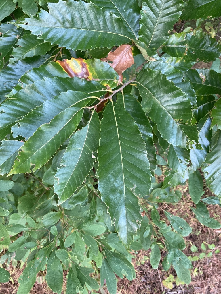 Chestnuts from Chester County, US-PA, US on September 22, 2024 at 06:48 ...