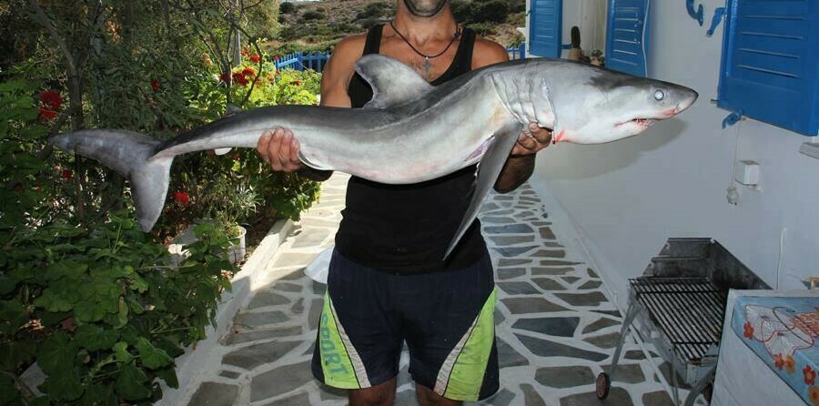 Great White Shark from South Aegean, Aegean, GR on August 8, 2014 by ...