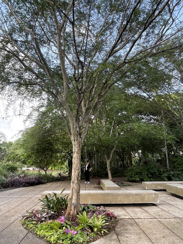 Libidibia punctata in January 2025 by l_bienvenue · iNaturalist