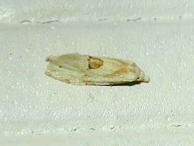 Aethes from Floyd Bennet Field, Brooklyn, NY, USA on August 9, 2005 at ...