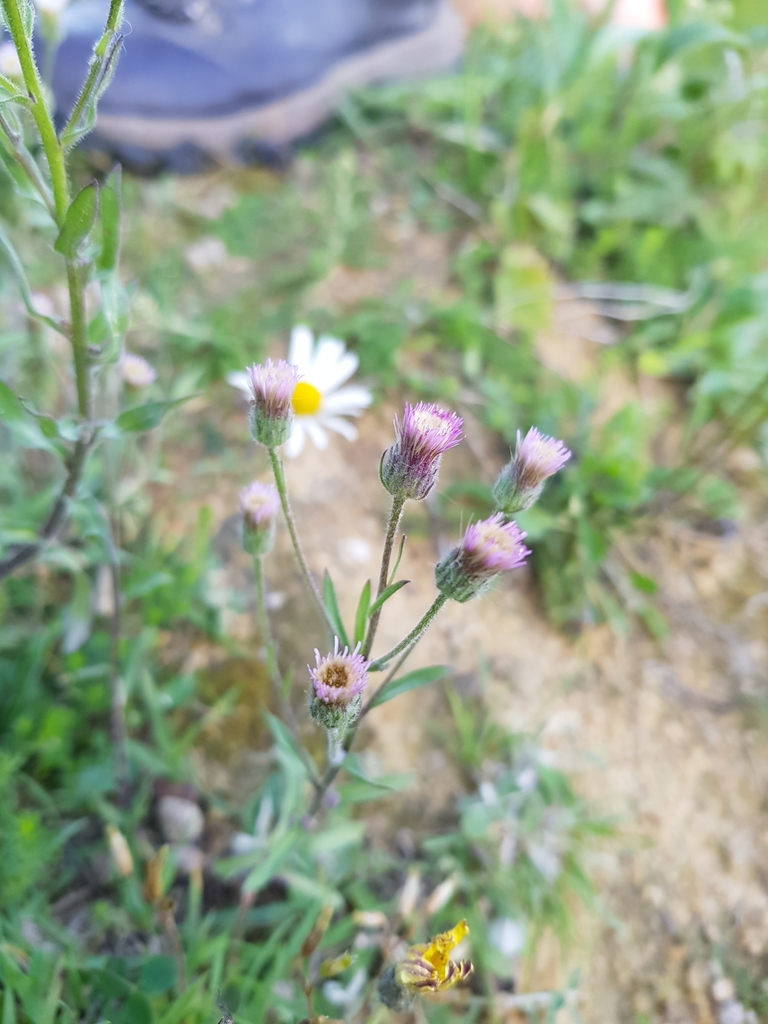 bitter fleabane from Bishop Middleham, UK on July 29, 2019 at 07:59 PM ...
