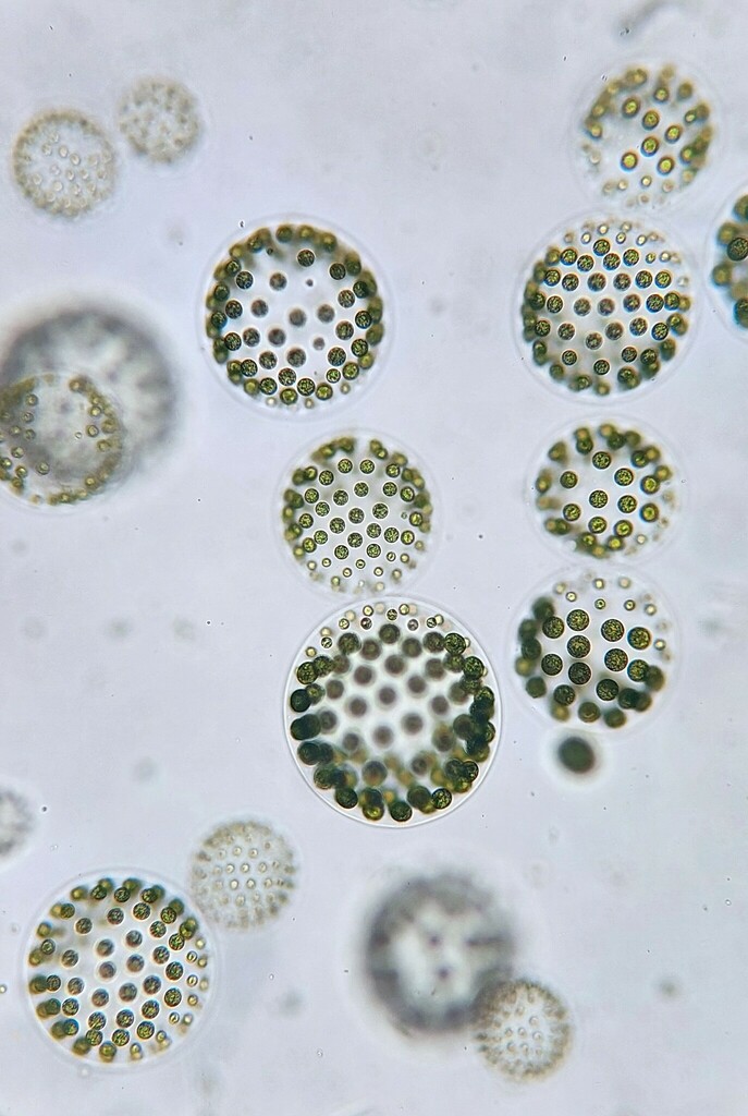 Pleodorina californica from Brisbane QLD, Australia on January 22, 2025 ...