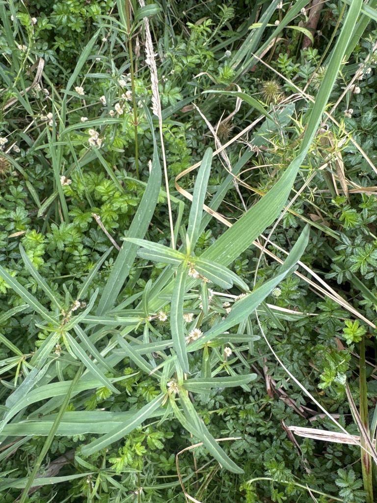 Lesser Joyweed from Colley Street Bushland Reserve, Pearcedale, VIC, AU ...