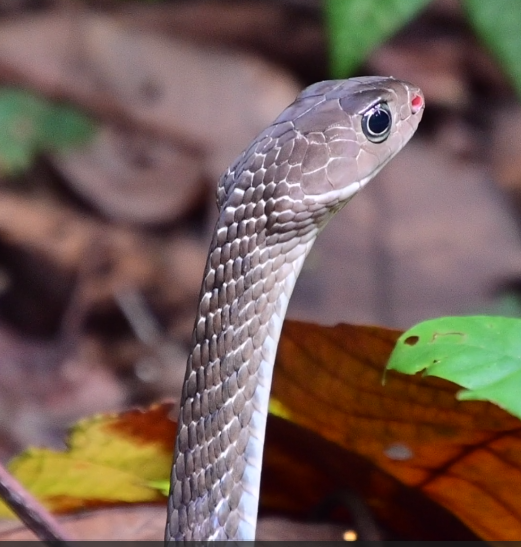 Keeled Rat Snake from 100 Dairy Farm Rd, Dairy Farm Nature Park ...