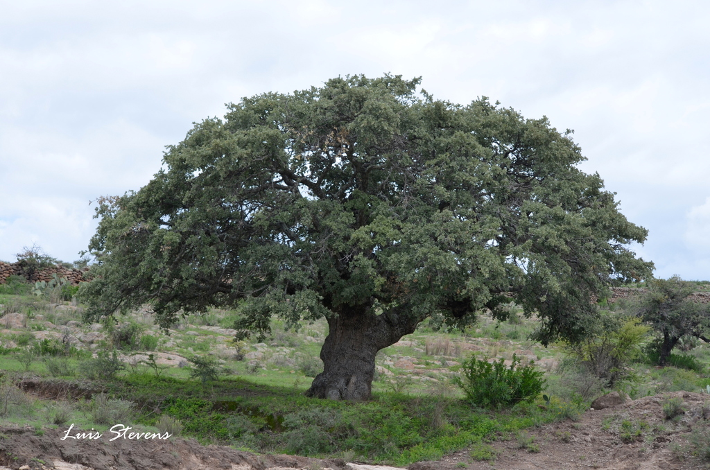 gray oak from Ocampo, Gto., México on July 20, 2012 at 03:30 PM by Luis ...