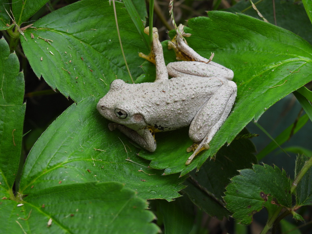 Peron's Tree Frog from Coomba Park NSW 2428, Australia on January 22 ...