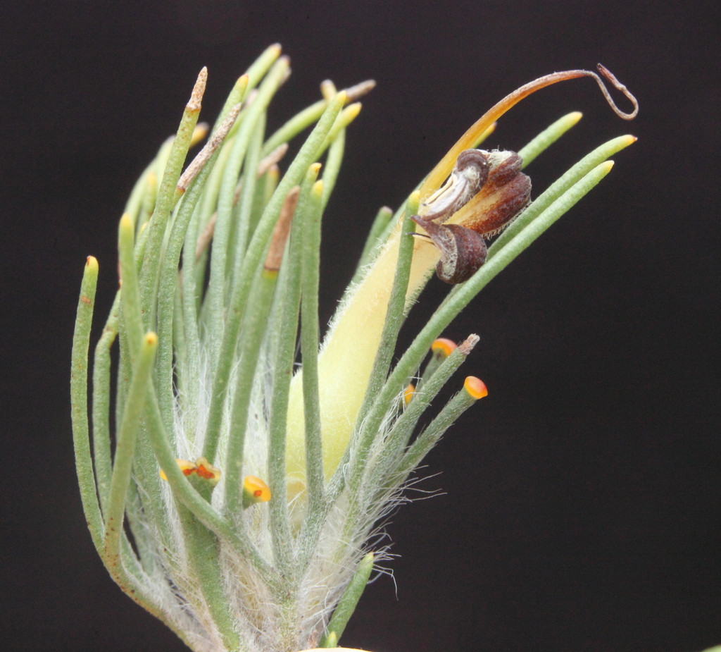 Adenanthos cygnorum cygnorum from Badgingarra WA 6521, Australia on ...