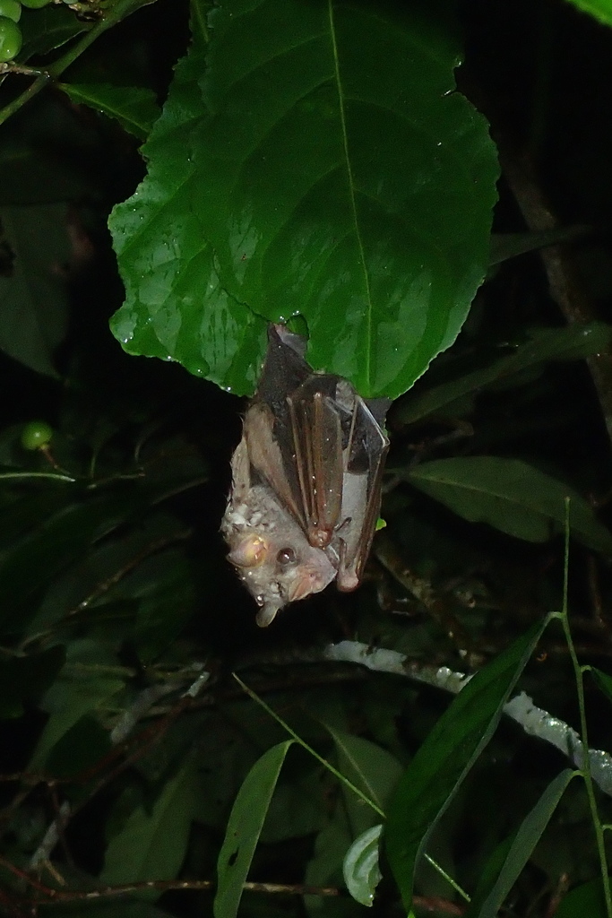 Hairy Big-eyed Bat (Mammals of North America) · iNaturalist
