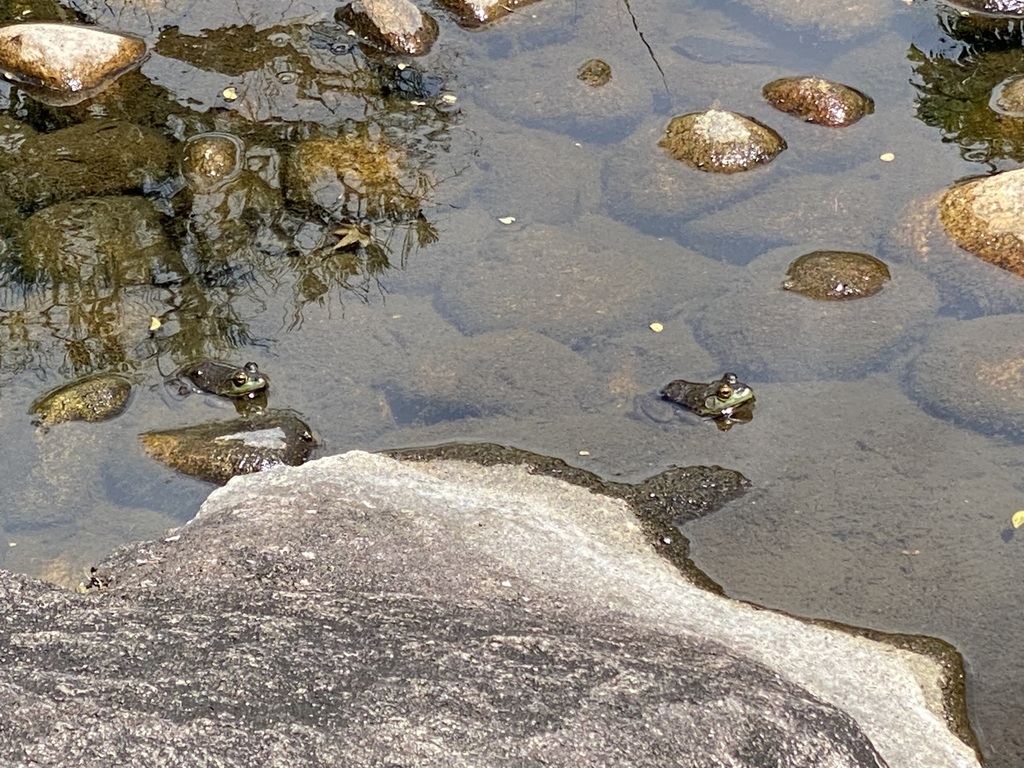 American Bullfrog from Honmachi, Himeji, Hyogo 670-0012, Japan on May ...