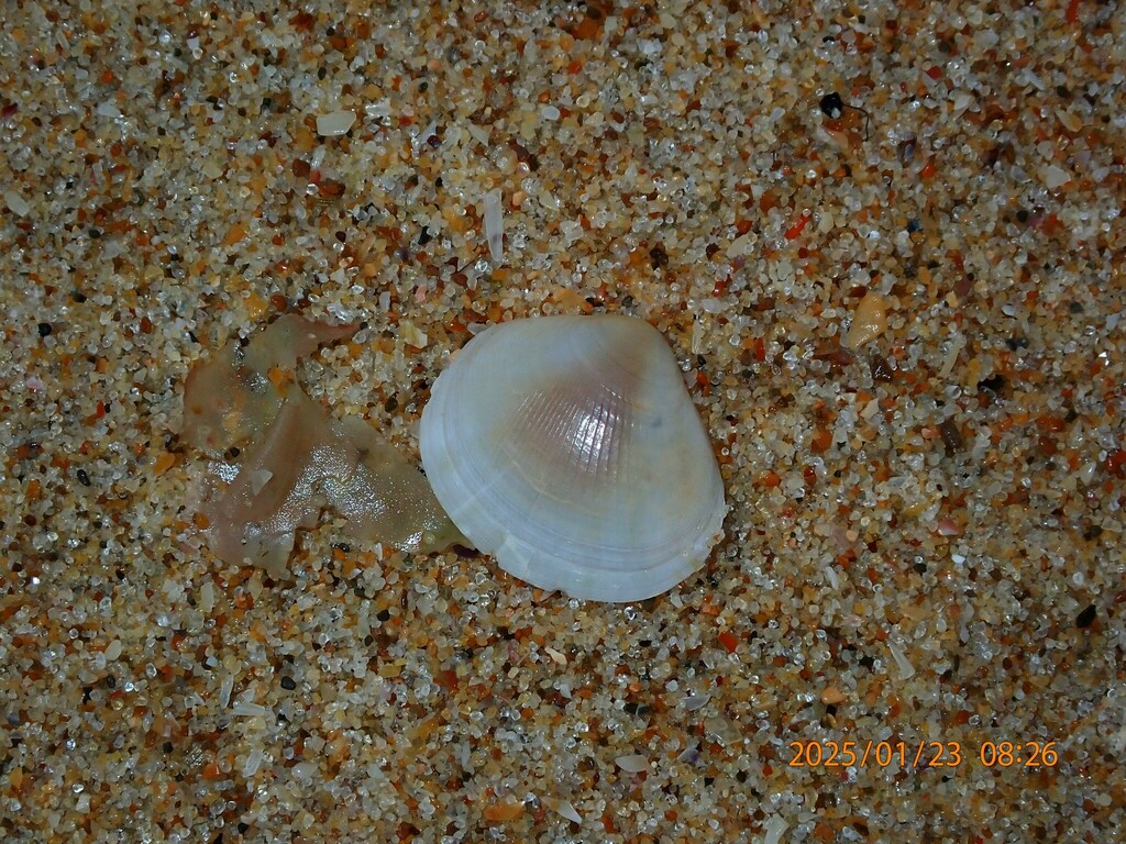 Strigilla euronia from Repton NSW 2454, Australia on January 23, 2025 ...