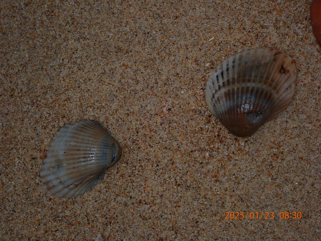 Sydney Cockle from Bundagen NSW 2454, Australia on January 23, 2025 at ...