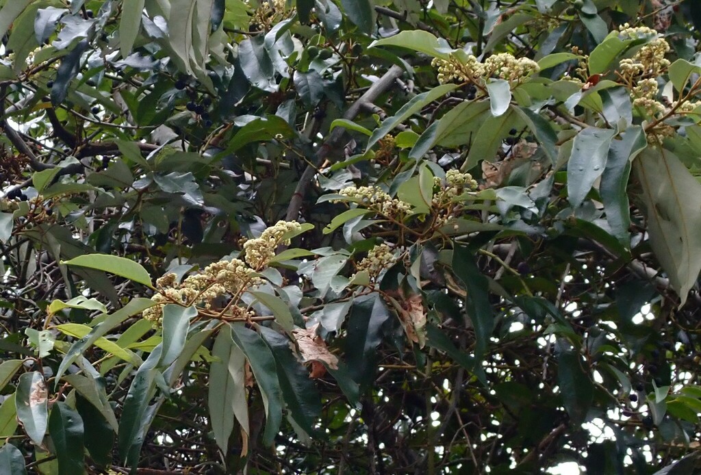 Red Ash from Repton NSW 2454, Australia on January 23, 2025 at 09:53 AM ...