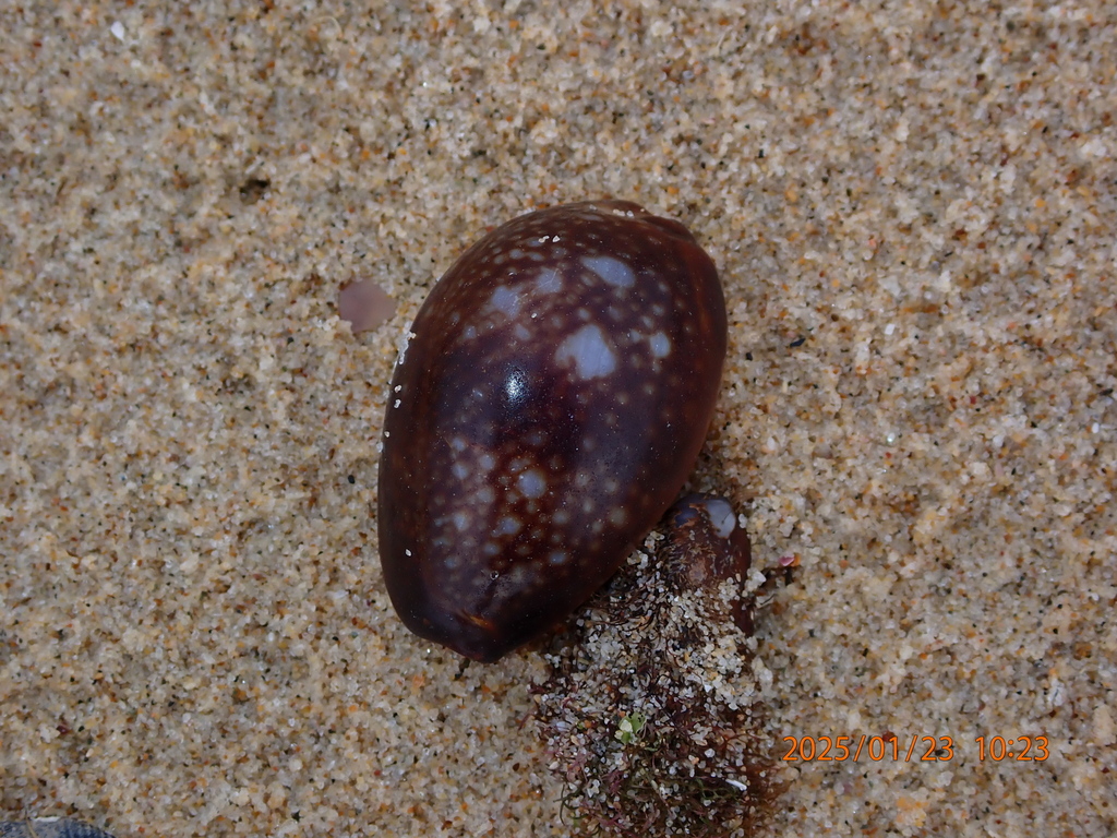 Snakehead Cowrie from Urunga NSW 2455, Australia on January 23, 2025 at ...