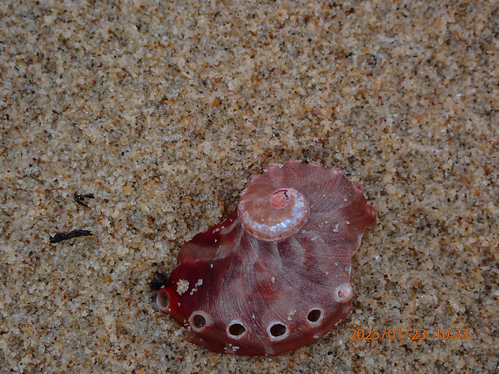 Brazier's ear shell from Urunga NSW 2455, Australia on January 23, 2025 ...