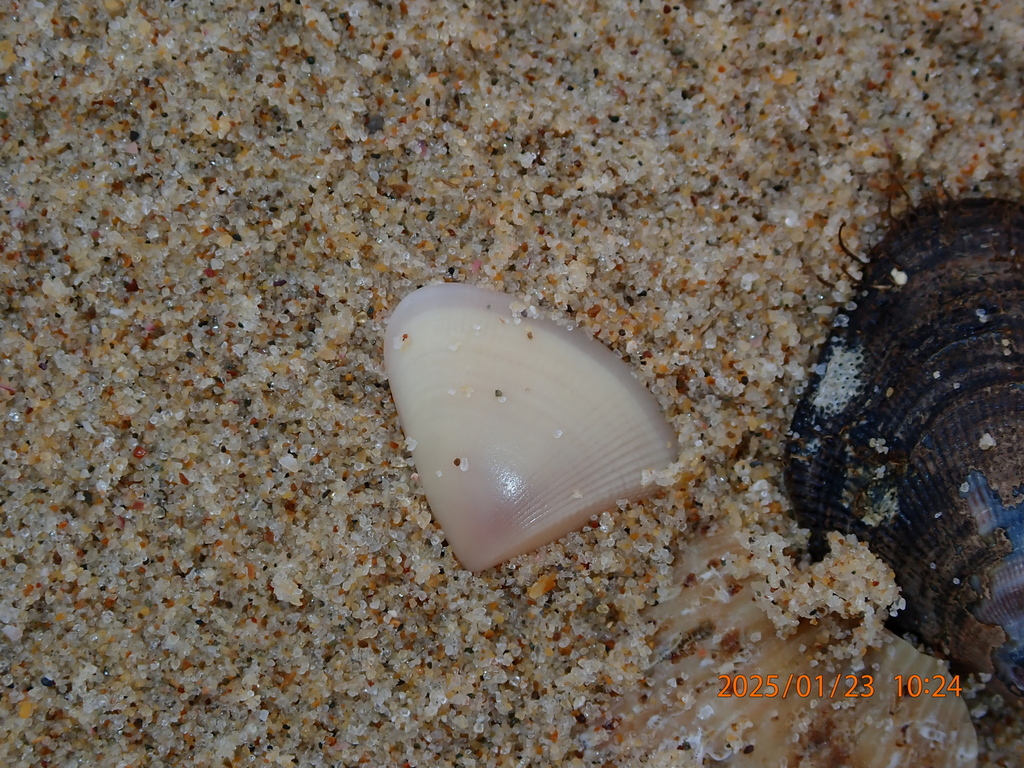 Brazier's Wedge Shell from Urunga NSW 2455, Australia on January 23 ...