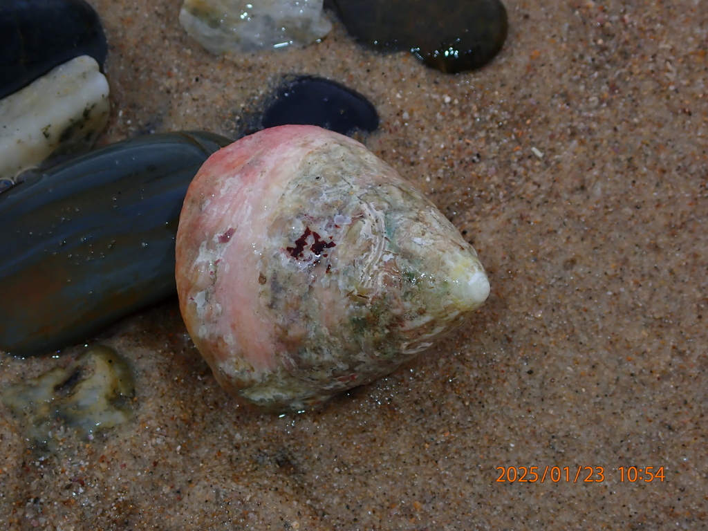 Common Tent Shell from Urunga NSW 2455, Australia on January 23, 2025 ...