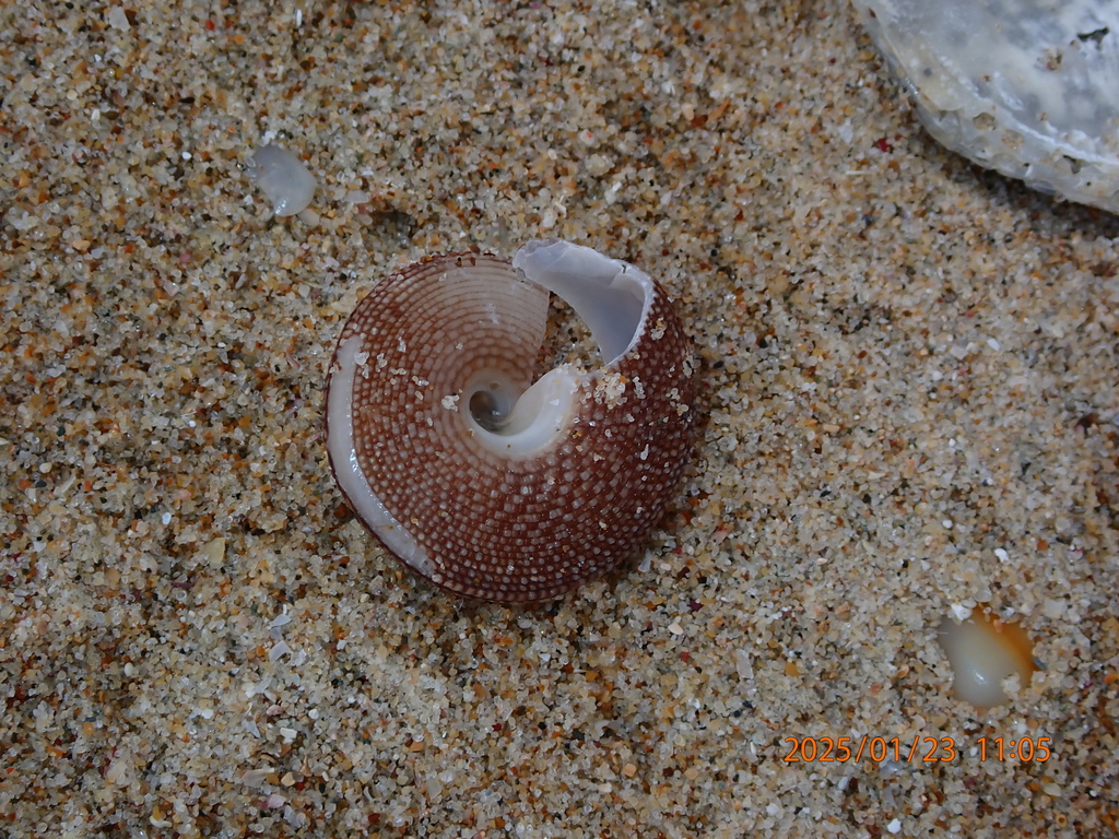 Clanculus maugeri from Urunga NSW 2455, Australia on January 23, 2025 ...