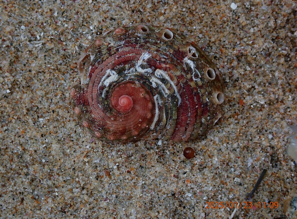 Brazier's ear shell from Urunga NSW 2455, Australia on January 23, 2025 ...