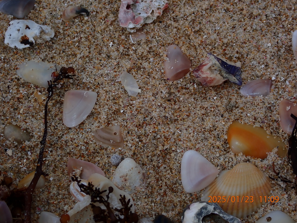 Brazier's Wedge Shell from Urunga NSW 2455, Australia on January 23 ...