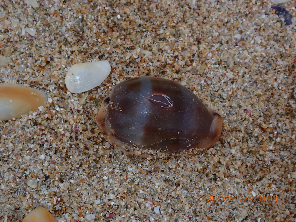 yellow-toothed cowrie from Urunga NSW 2455, Australia on January 23 ...