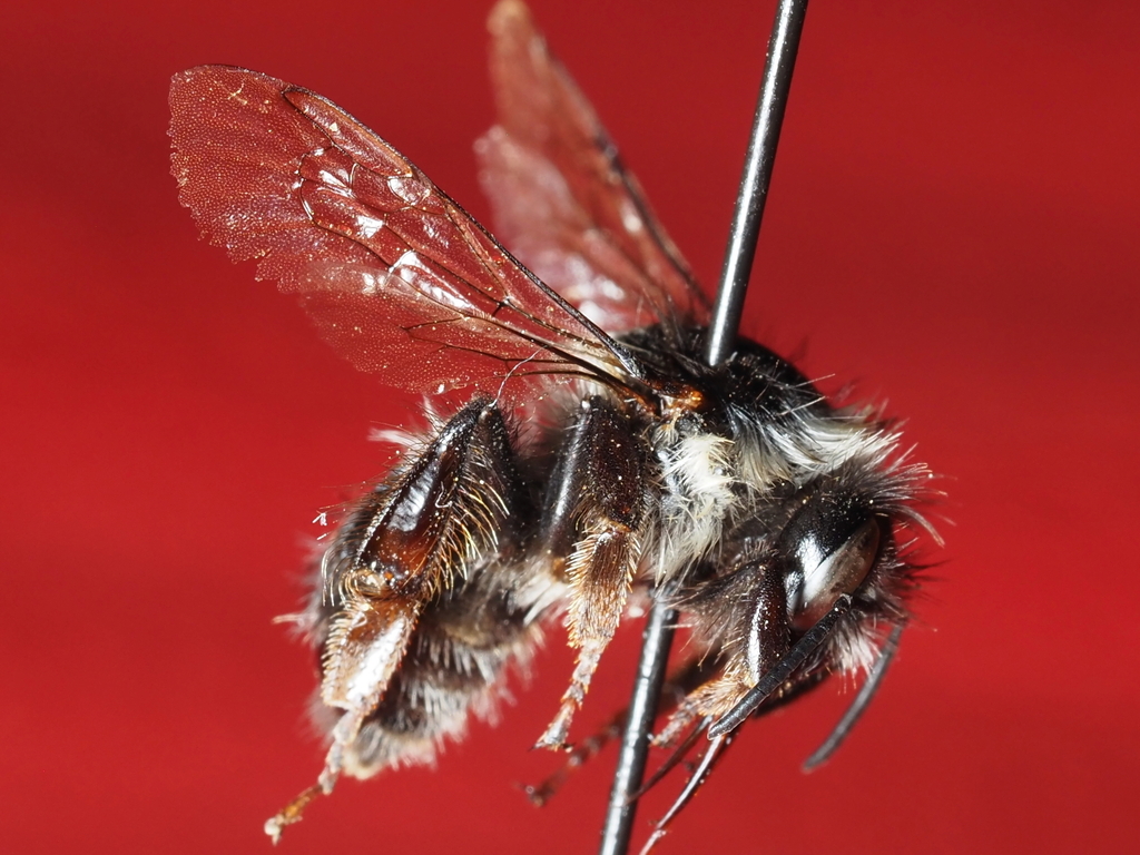 Vancouver Bumble Bee from 8C2W+99 Liberty, WA, USA on July 3, 2024 by ...