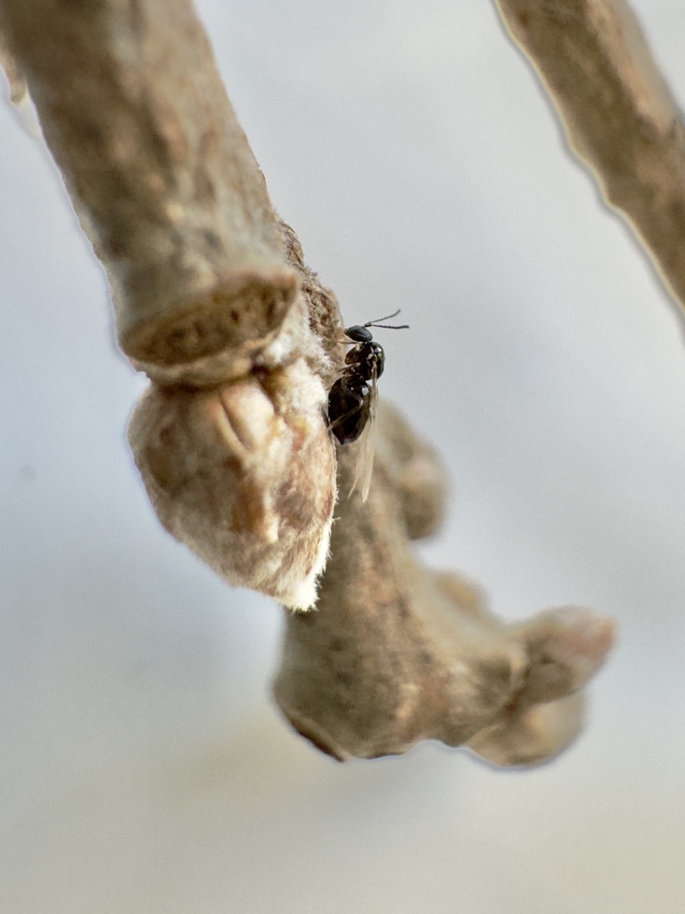 Neuroterus evolutus from Delta, Walnut Grove, CA, US on January 22 ...
