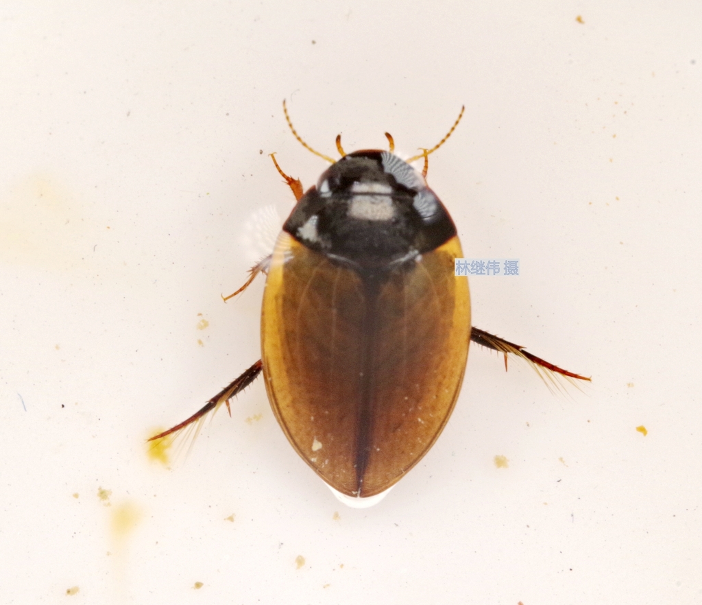 Agabus from Changsha, CN-HN, CN on January 21, 2025 at 09:16 PM by 林继伟 ...