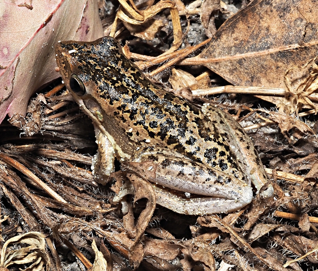 Slender Tree Frog from Baldivis WA 6171, Australia on January 7, 2025 ...