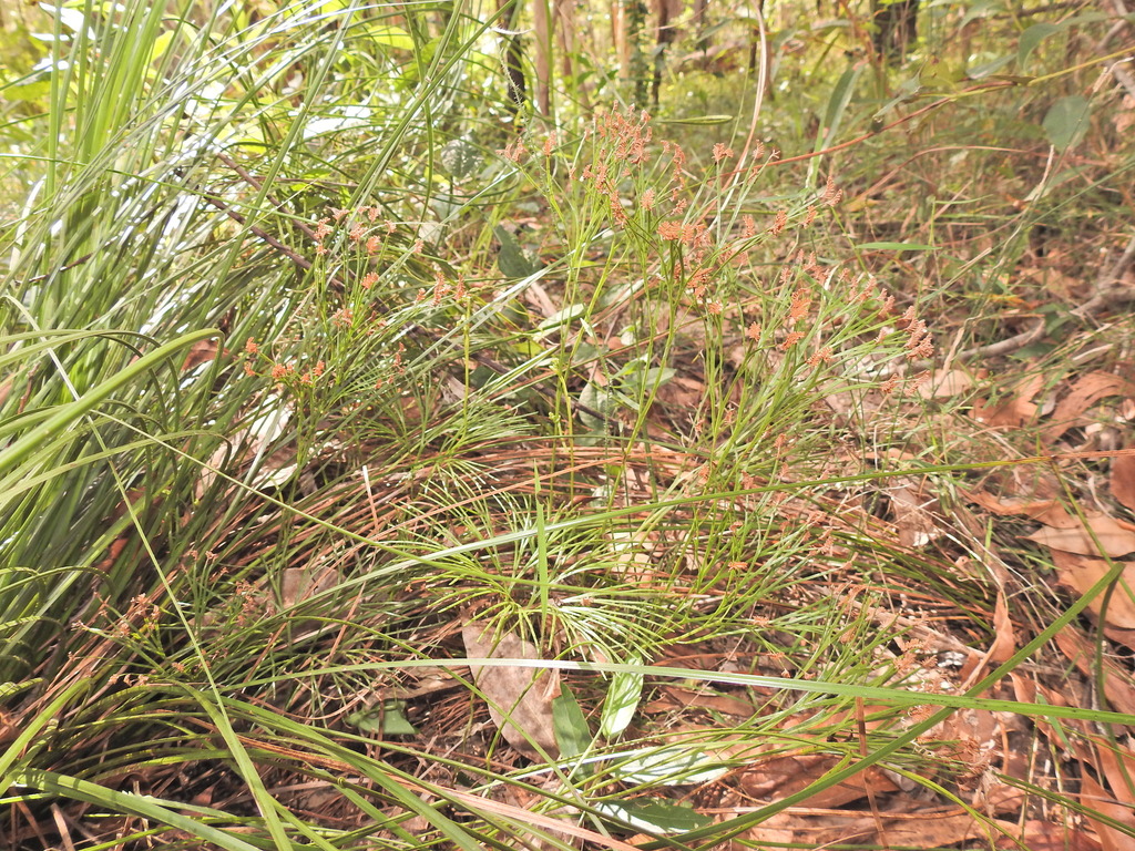 Forked Comb Fern from Talegalla Weir QLD 4650, Australia on January 23 ...