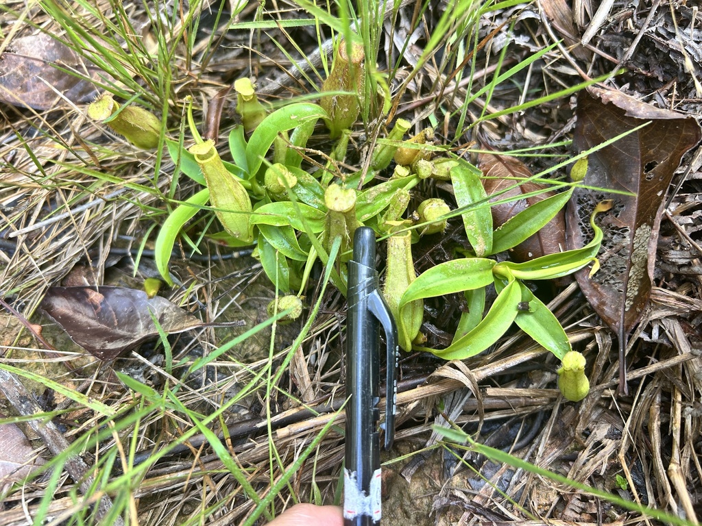 Slender Pitcher-Plant from ボルネオ島, Papar, サバ, MY on January 23, 2025 at ...