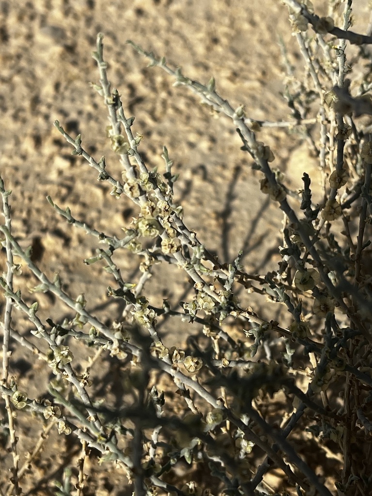 Haloxylon salicornicum from King Salman Knowledge Neighborhood, Al ...