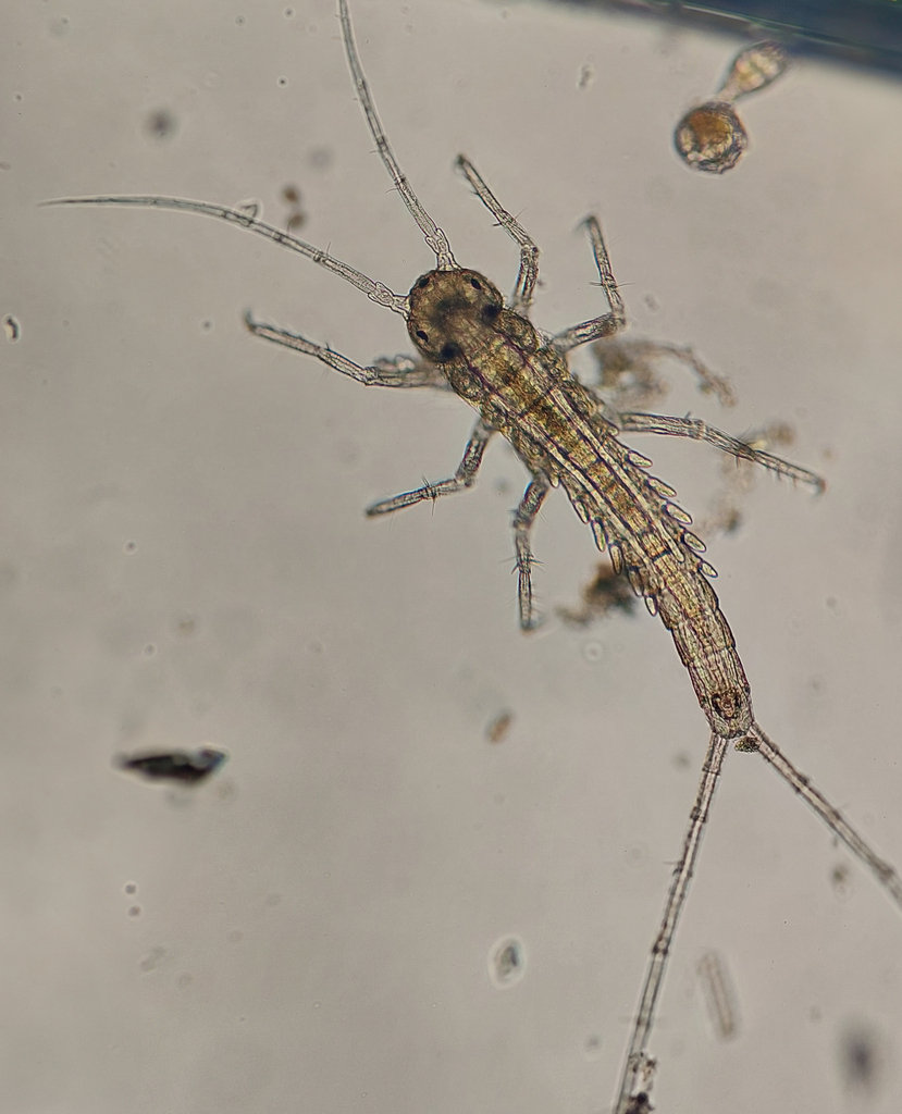 Stoneflies from Brisbane QLD, Australia on January 22, 2025 at 12:56 PM ...