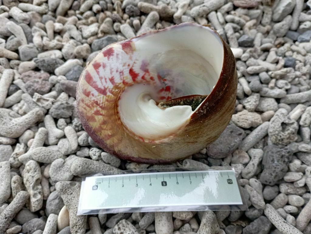 Commercial Top Shell from Shefa, VU on September 21, 2024 at 04:58 PM ...