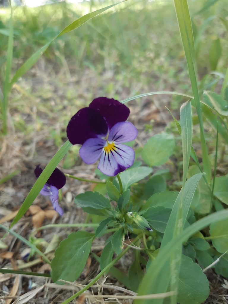 Wild Pansy from Division No. 7, CA-MB, CA on July 29, 2019 at 04:27 PM ...