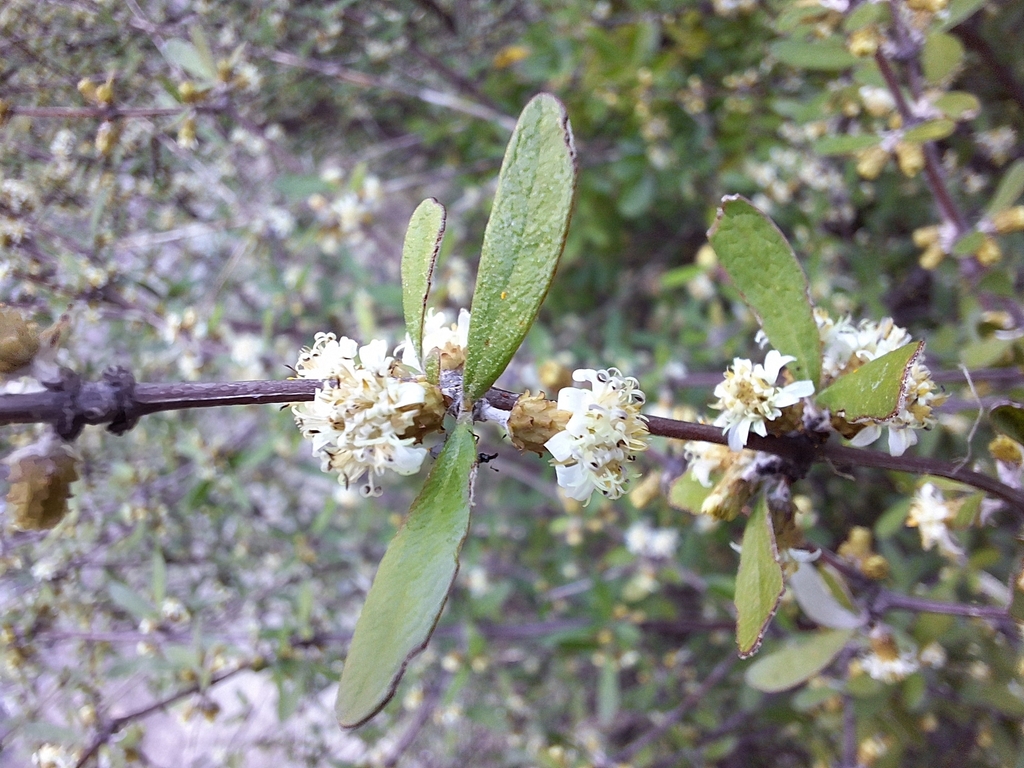 Olearia odorata from Dubious Stream, Clarence, New Zealand on January ...